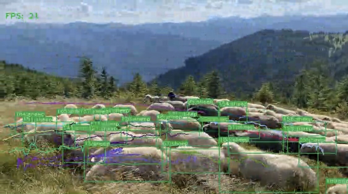 Sheep Counting and tracking using any version of YOLO – SMARTFARMDIY