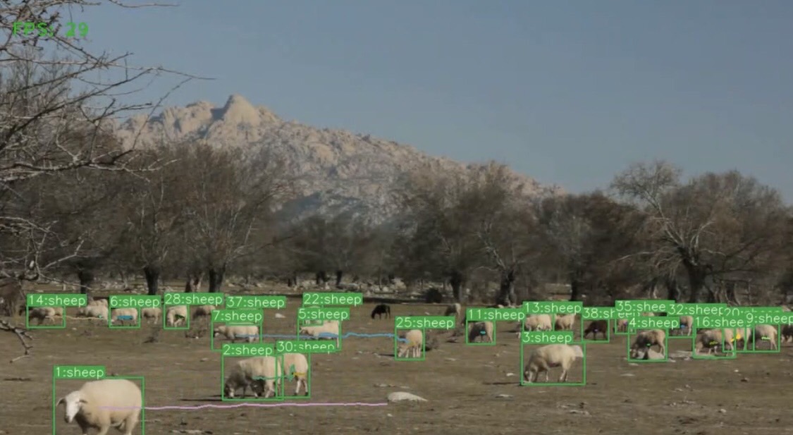 Sheep Counting and tracking using any version of YOLO – SMARTFARMDIY